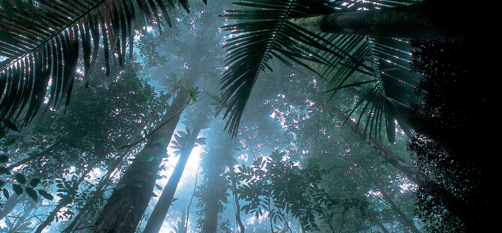 World Wide Fund for Nature | WWF