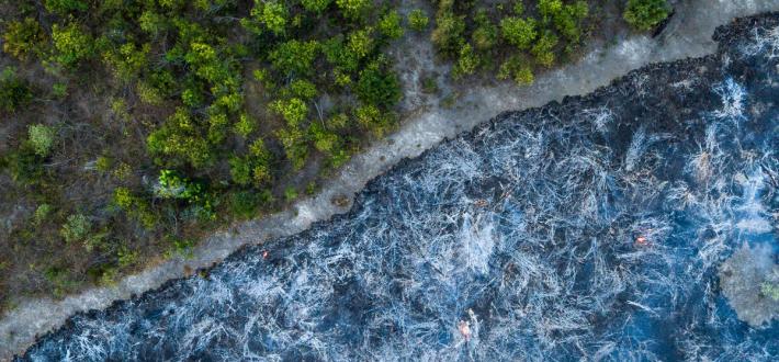 World Wide Fund for Nature | WWF