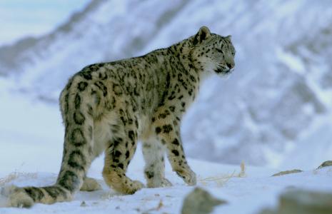 Fascinating facts about animals | WWF