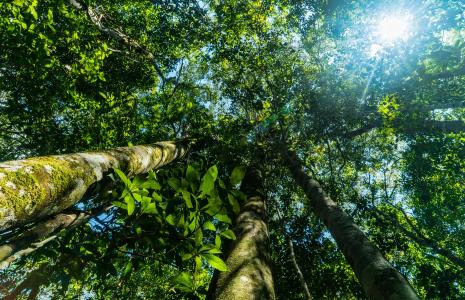 Top 10 facts about Forests | WWF