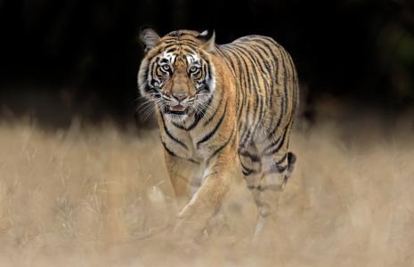 World Wide Fund for Nature | WWF