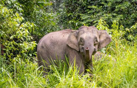 World Wide Fund for Nature | WWF