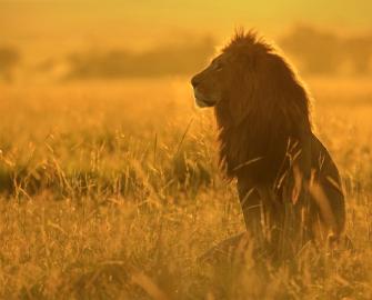 Learn about our planet's most amazing species | WWF