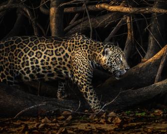 12 ways to fight for your world | WWF