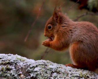 Head outdoors on The Big Winter Wander | WWF