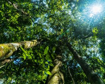 Top 10 facts about Forests | WWF