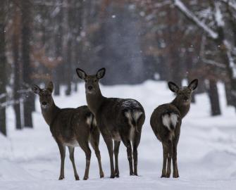 Download your favourite Zoom backgrounds | WWF