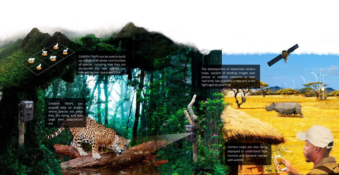 Camera trapping for conservation | WWF