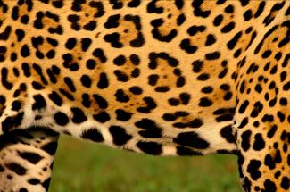 Here are our top 10 facts about Jaguars | WWF