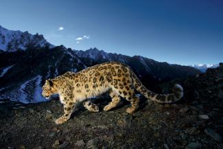 Top 10 facts about Snow Leopards | WWF