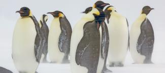 Top 10 facts about Emperor penguins | WWF