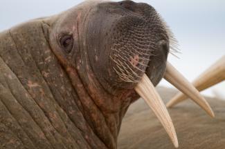 Here are our top 10 facts about Walrus | WWF