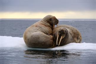 Here are our top 10 facts about Walrus | WWF