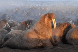 Here are our top 10 facts about Walrus | WWF