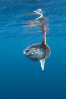 10 species you might not know live around our UK seas | WWF