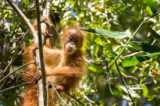 Top 10 facts about orangutans | WWF