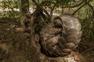 Learn our top 5 facts about pangolins | WWF