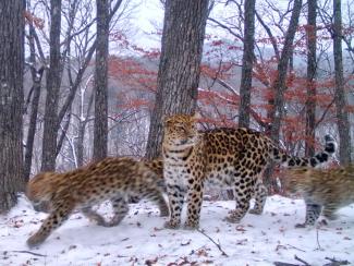 Top 10 facts about Amur Leopards | WWF