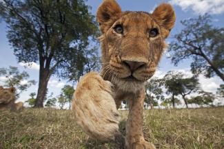 Top 10 facts about Lions | WWF