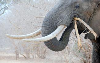 Our top 10 facts about elephants | WWF