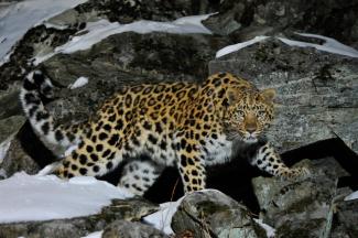 Top 10 facts about Amur Leopards | WWF