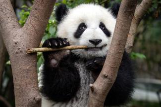 Top 10 facts about Pandas | WWF