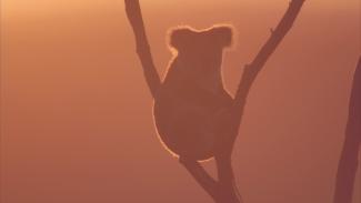 Top 10 facts about Koalas | WWF