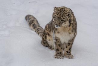 Top 10 facts about Snow Leopards | WWF