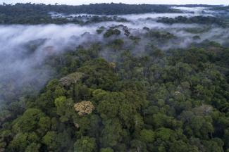 Here are our top facts about the Amazon | WWF