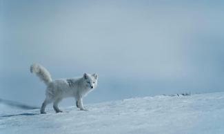 Top 10 facts about Arctic foxes | WWF