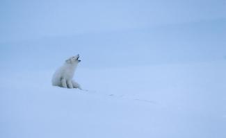Top 10 facts about Arctic foxes | WWF