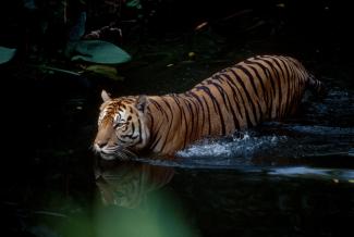 10 of the world's most endangered animals | WWF