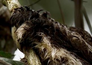 Top 10 facts about Sloths | WWF