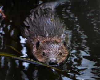 Top 10 facts about Beavers | WWF