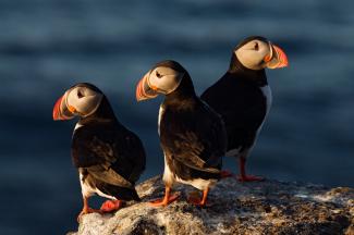 Top 10 facts about Puffins | WWF