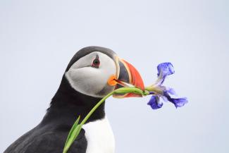 Top 10 facts about Puffins | WWF