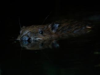 Top 10 facts about Beavers | WWF
