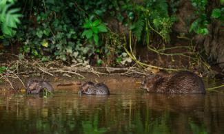 Top 10 facts about Beavers | WWF