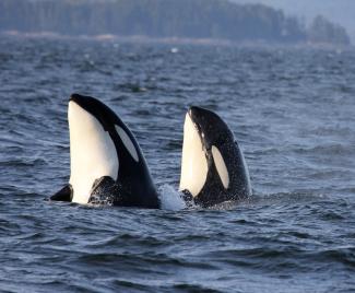 Top 10 facts about Orcas | WWF