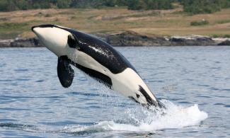 Top 10 facts about Orcas | WWF