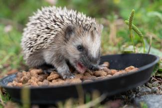 Top 10 facts about Hedgehogs | WWF