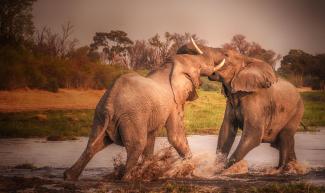 Record breaking animals | WWF