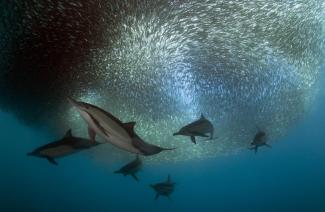 Record breaking animals | WWF