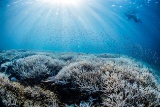 Top 10 facts about Oceans | WWF
