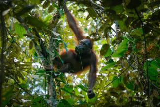 10 of the world's most endangered animals | WWF