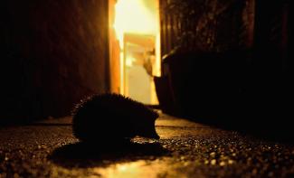 Top 10 facts about Hedgehogs | WWF