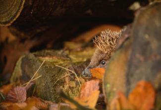 Top 10 facts about Hedgehogs | WWF