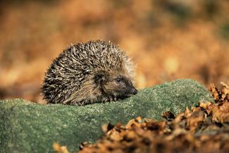 Top 10 facts about Hedgehogs | WWF
