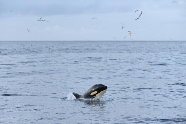 10 species you might not know live around our UK seas | WWF