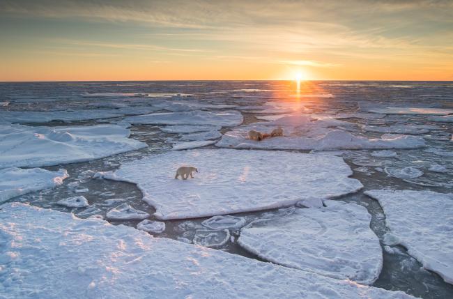 Polar region | WWF